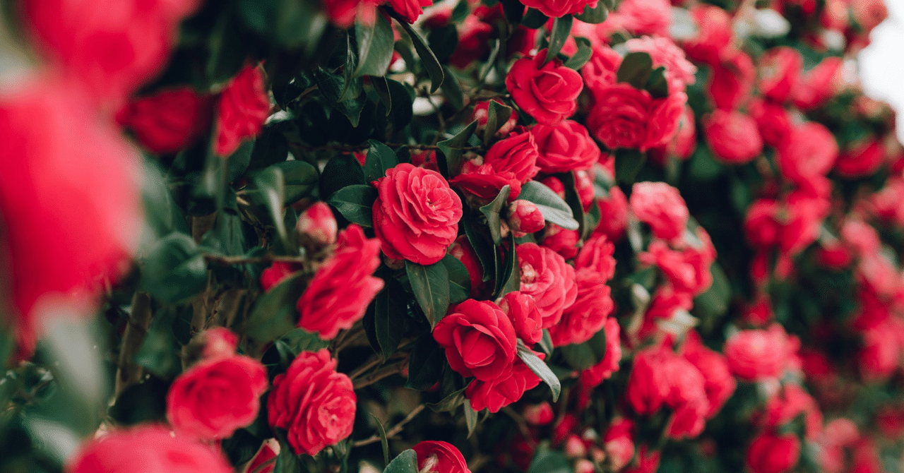 マイナカードをうけとったあとにすべきこと｜Yut-Ishih