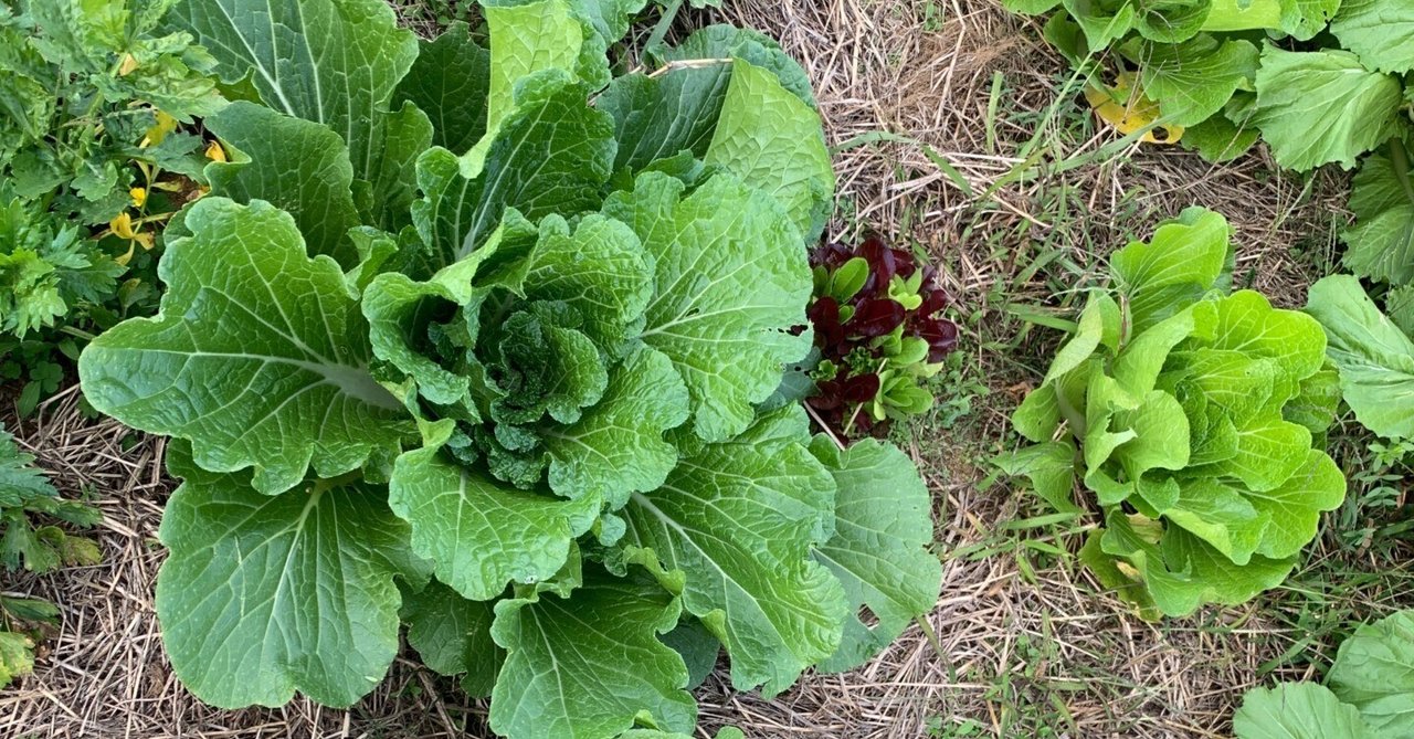 Ainone farm｜Tamaden Marche