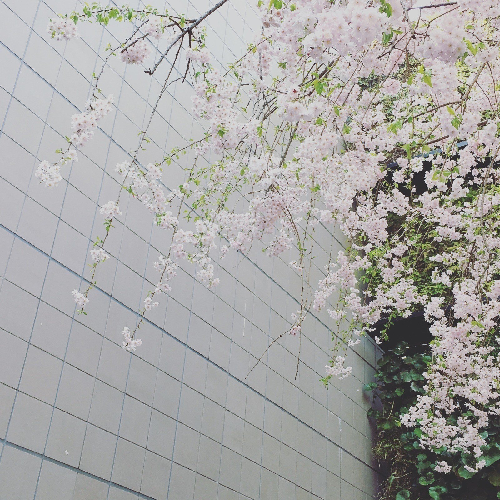 SAKURA｜note