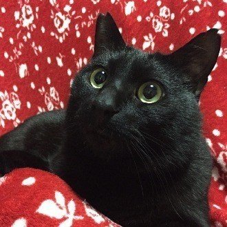 「女性への畏怖と憧憬」ムンク展@東京都美術館 1/14 (1/2)｜ぺたんこログ