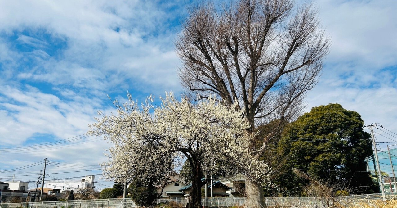 散歩のススメ（妻）｜世田谷のDINKs(幸福な子なし夫婦)