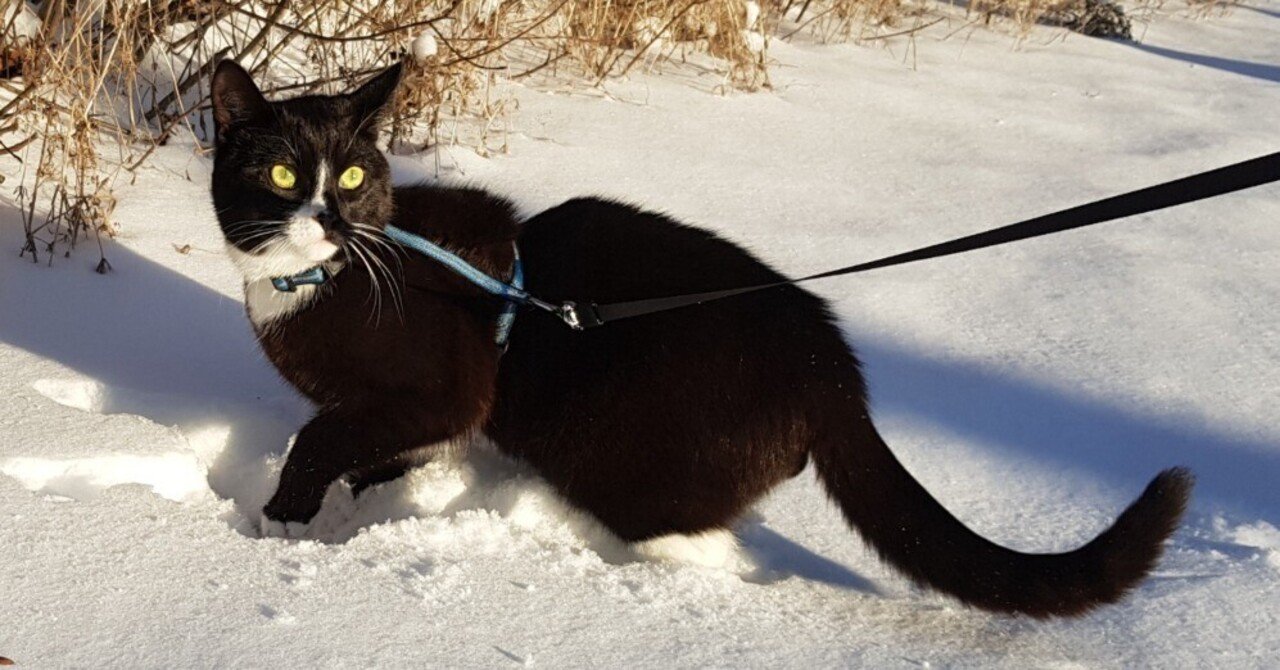 週末恒例のみんなで森散歩｜Ren｜note