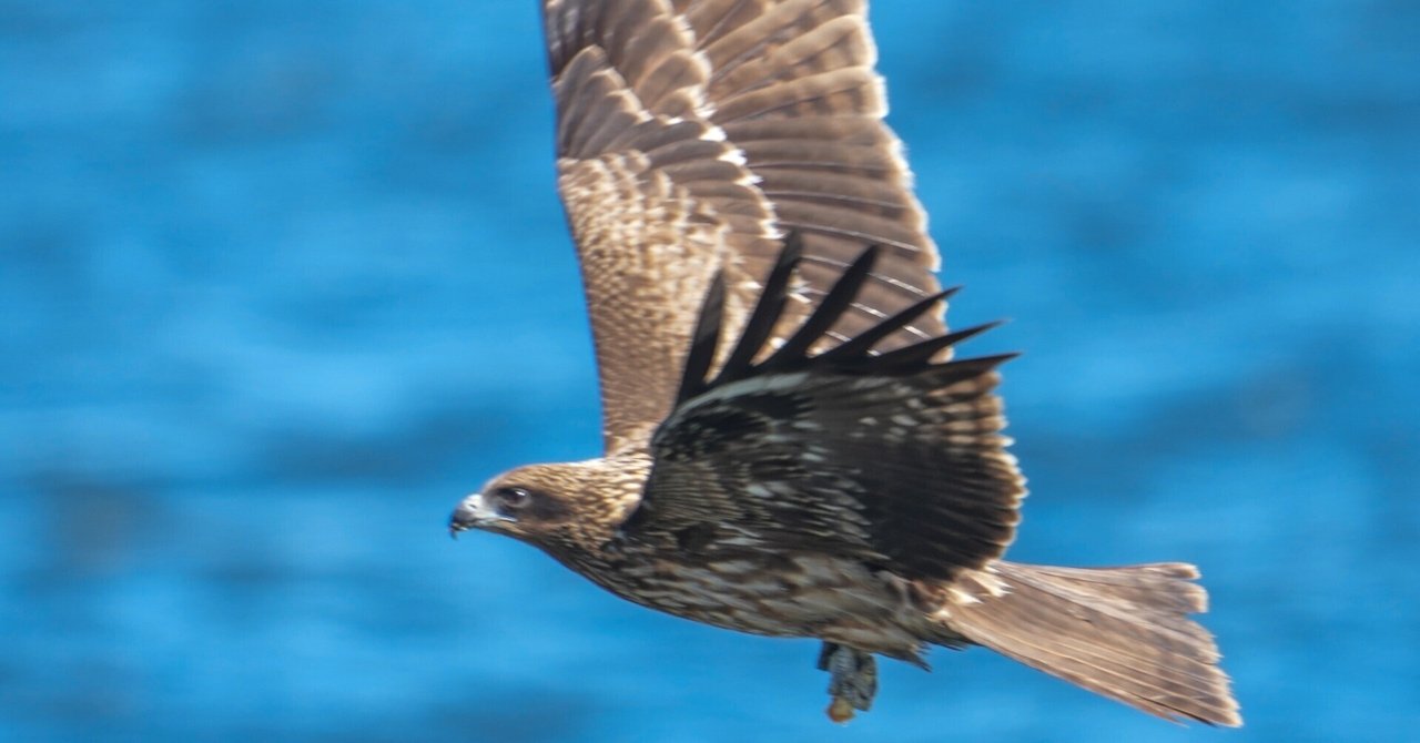 2月26日 CP＋に行ってきました｜Chacoder｜note