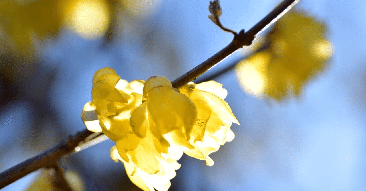 書きたいことを書くのだ！｜yumi.ko