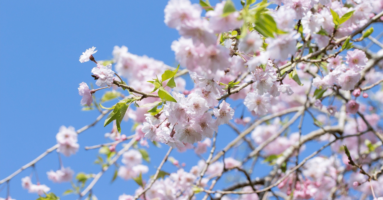 【読書感想】#1「葉桜の季節に君を想うということ」（歌野晶午）｜OzOz