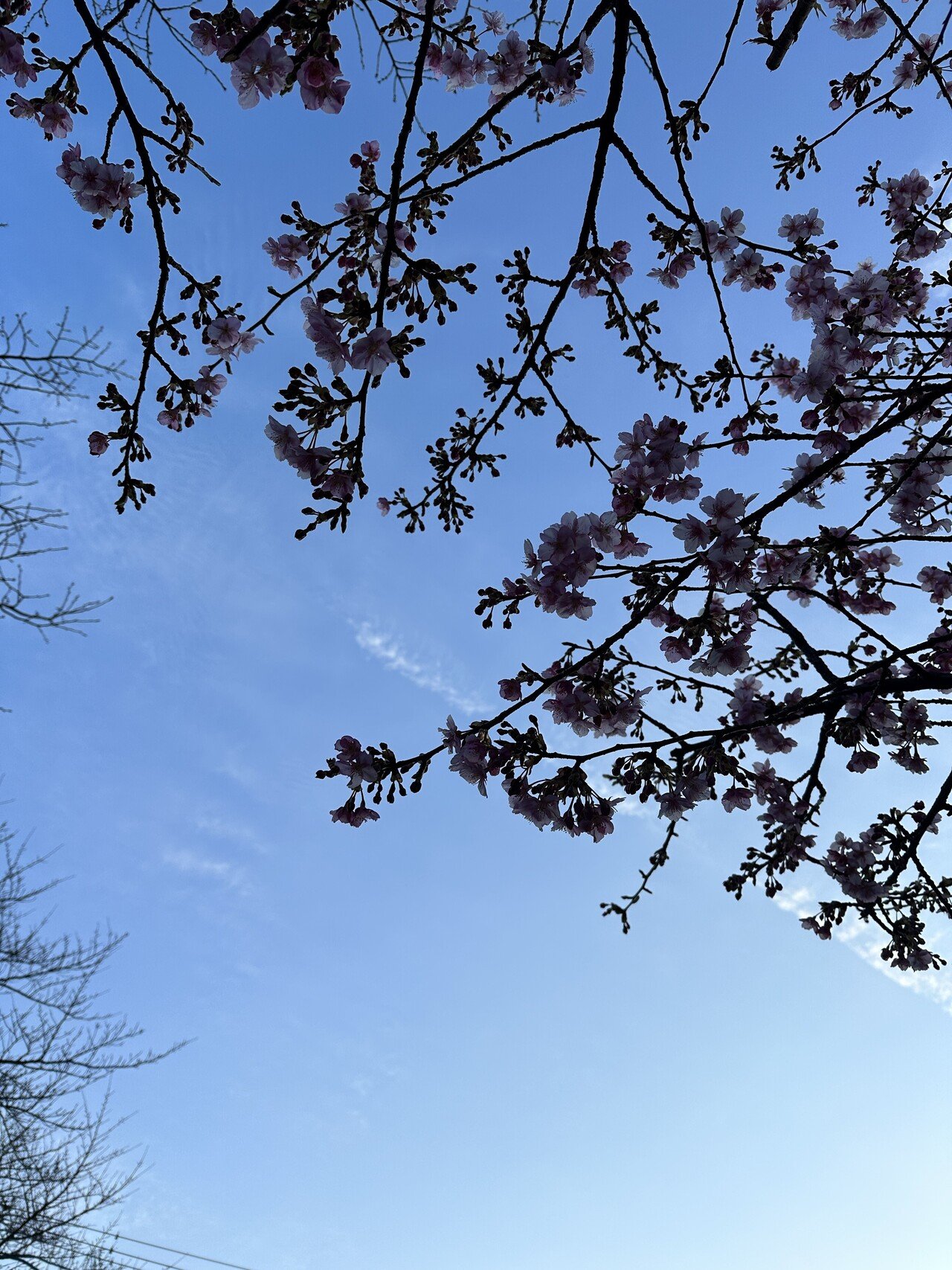 土に触れ、石と遊び、日向ぼっこ。 すると、すべてが自分の中にあることがわかってくる。 なんだ、もう何も要らないやん？w 全部、もうあったわ🫶｜Chie coco｜note
