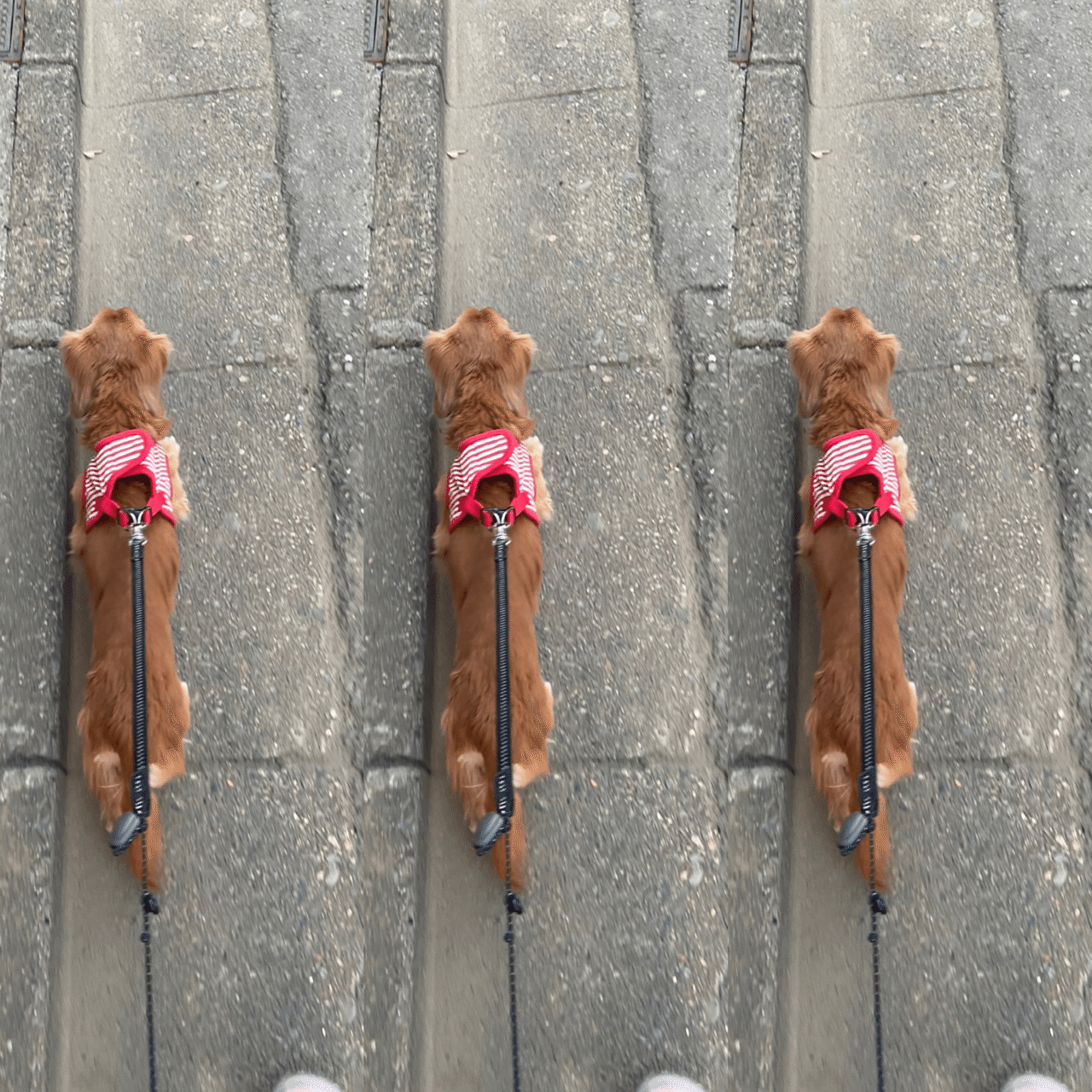 お散歩喜んだ♬🐶🌸 2月も終わるねぇ🌸｜AYA｜note