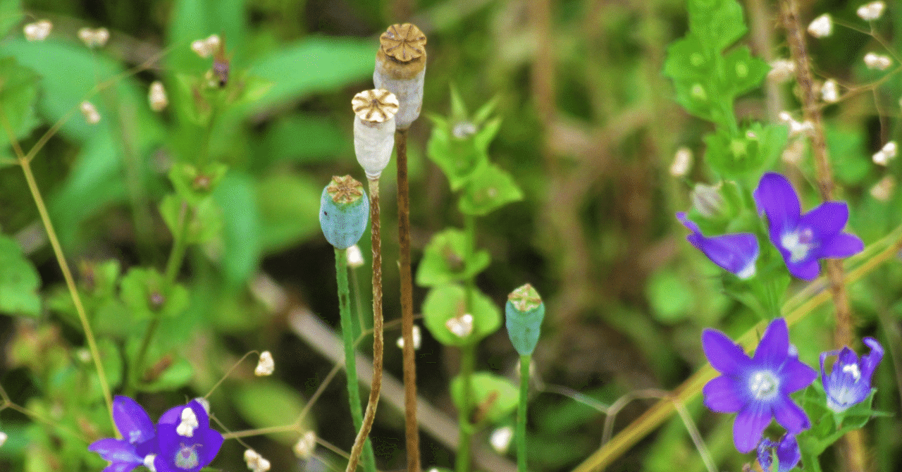 【Interview】 人×ワーケーション｜No.2 木下 真弓｜kuma-kation