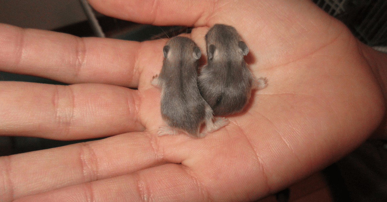 !)基本無料ゲーム/HAMSTER ISLAND もふもふもふもふもふもふもふ。。。。｜晴れ。