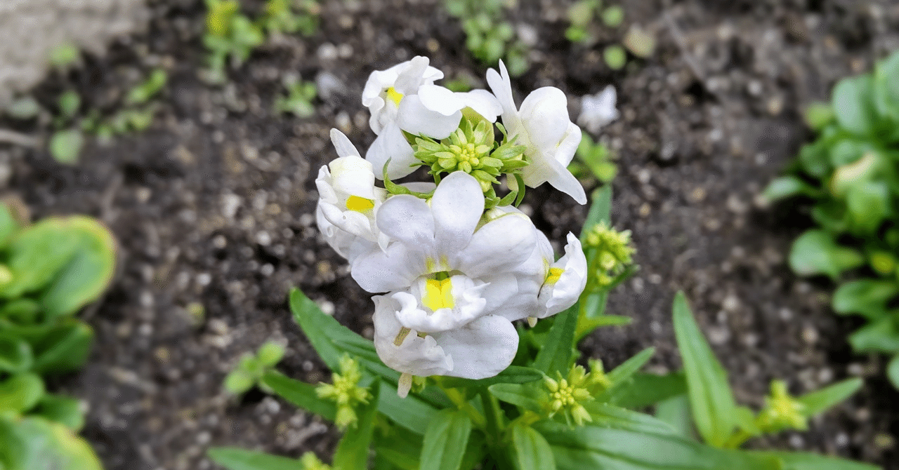 ubuntu C# install｜blue06_2022｜note