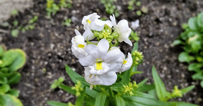 ubuntu C# install｜blue06_2022｜note