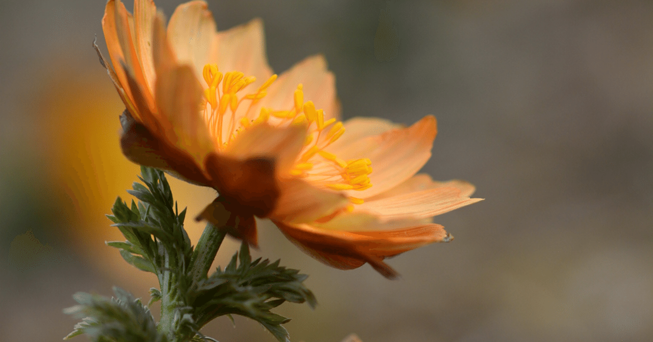 なんにも考えない日。｜Ruru*Pino