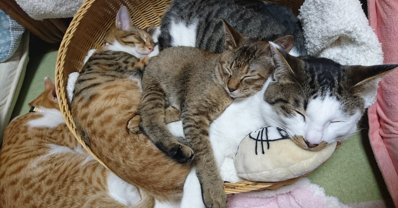 奇跡講座WB実践243 今日、私はどんな出来事も裁かない｜(Linp&Ruru)本当の自分を知り、本当の自分として生きる｜note