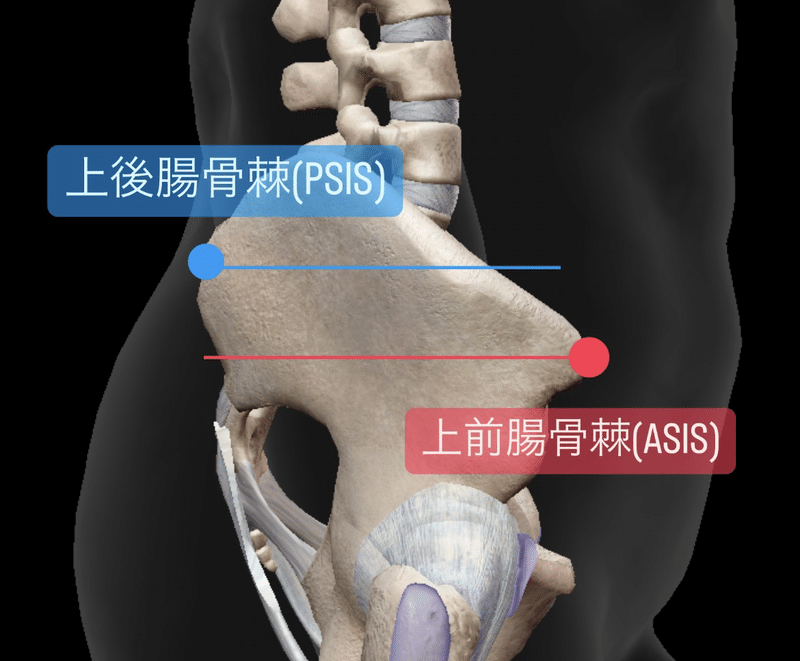骨盤前傾の必要性 改善方法（ストレッチ＆エクサイズ）｜坂口達哉/パーソナルトレーナー