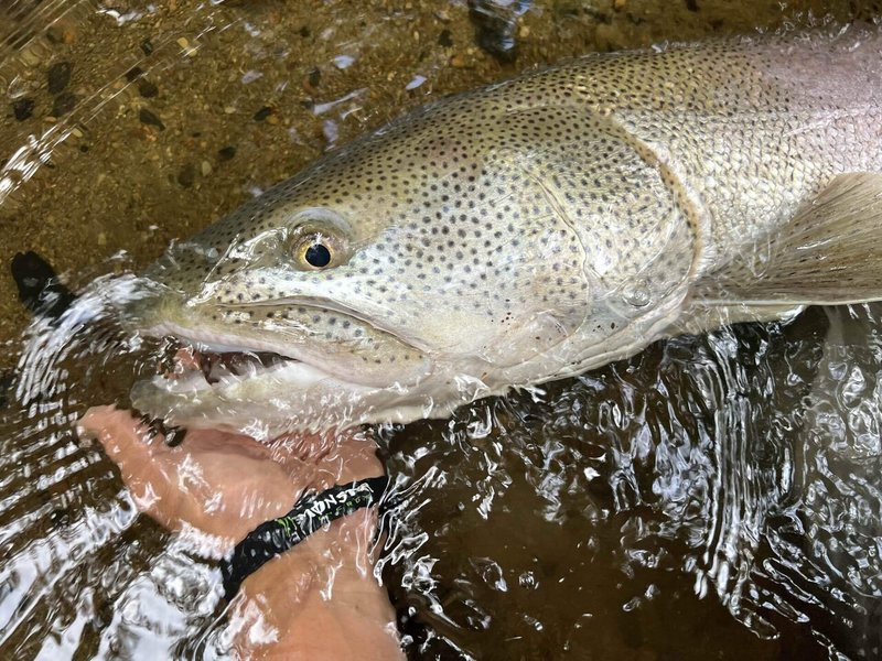 日本一周釣りの旅 イトウ編｜tsuriaruki_ryo