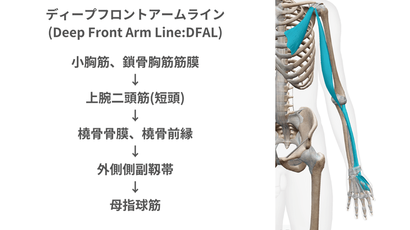 手が痛む原因とは？-筋膜ラインからの考察-｜青木道幸｜AUCE PILATES代表｜理学療法士