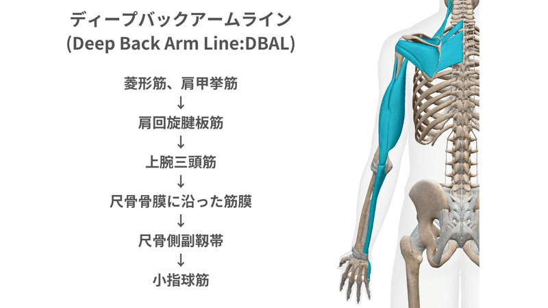 手が痛む原因とは？-筋膜ラインからの考察-｜青木道幸｜AUCE PILATES代表｜理学療法士