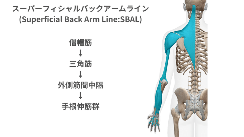 手が痛む原因とは？-筋膜ラインからの考察-｜青木道幸｜AUCE PILATES代表｜理学療法士