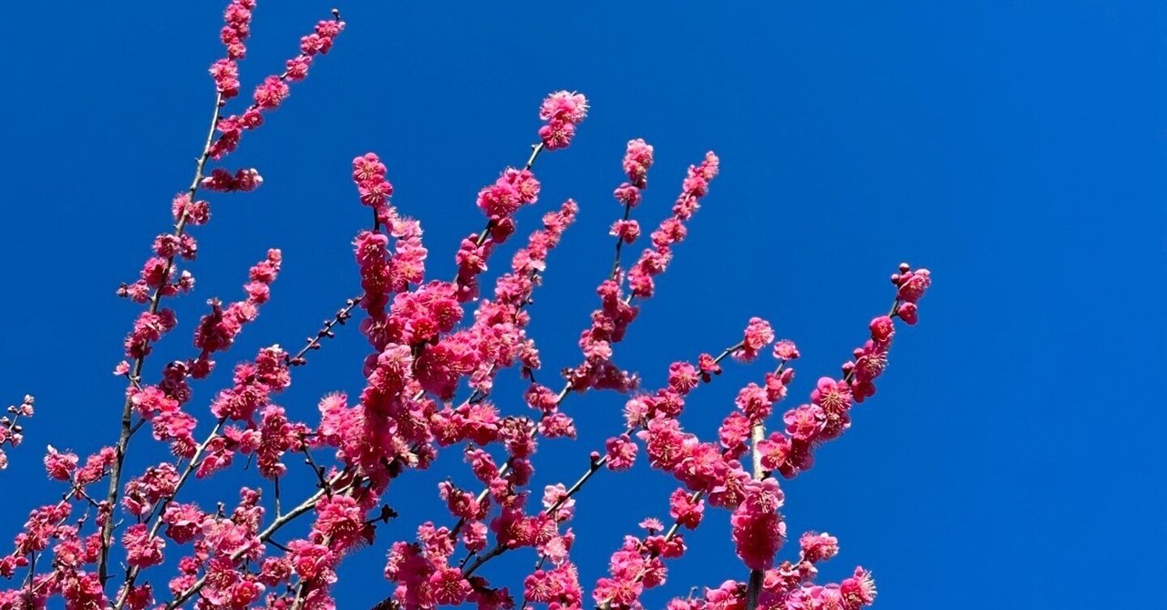 春の到来｜【公式】EXest株式会社（エグゼスト）