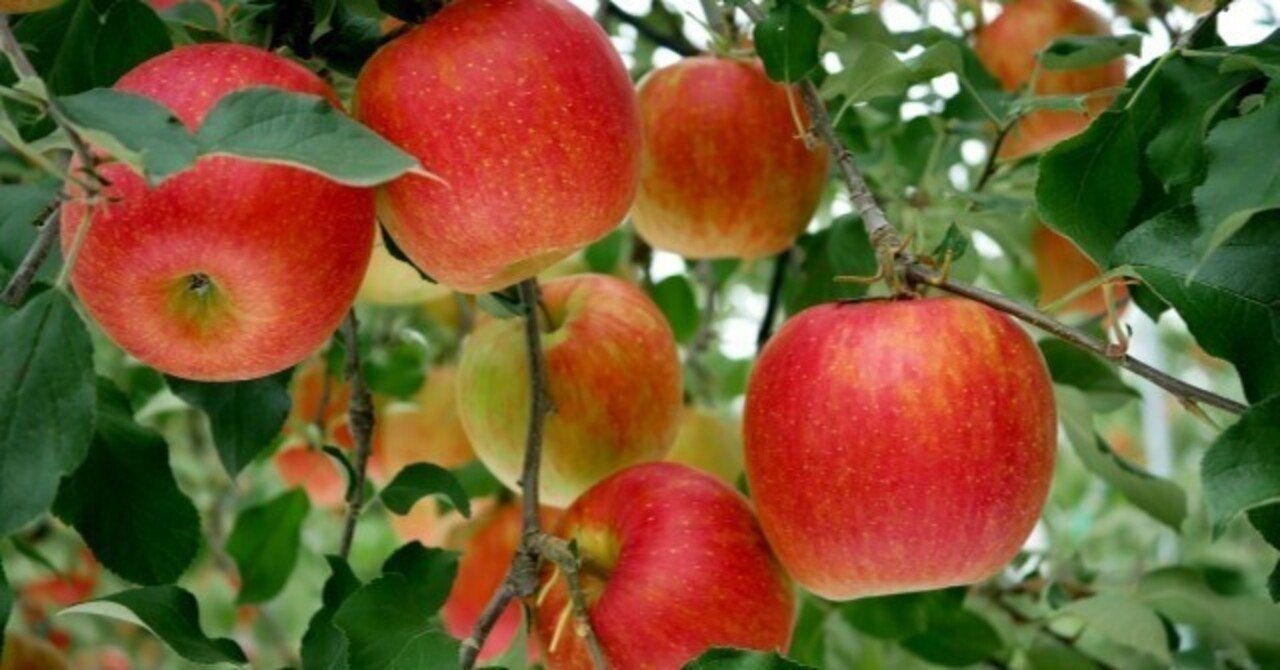 appcycle inc.｜note