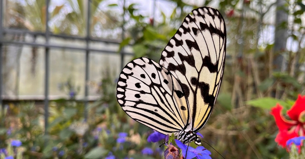 今日の1枚（2023/3/3）｜Chikako｜note