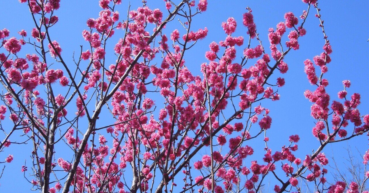 娘とちらし寿司｜hitomi｜note