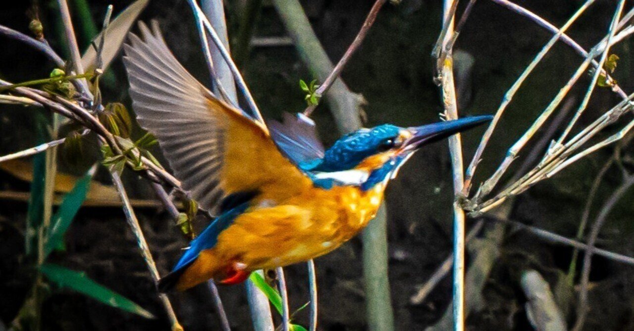 【野鳥】3月4日｜Chacoder｜note