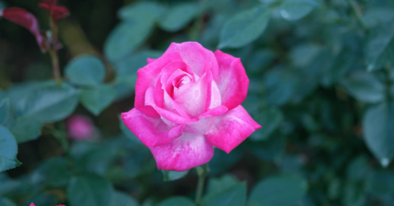 出逢いと別れと今この瞬間と｜Risa｜note