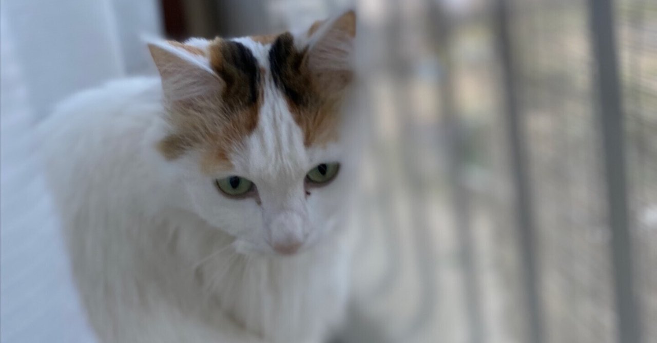 血液検査｜Kyoko_Olga｜note