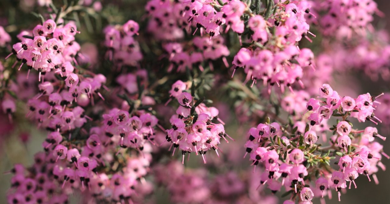 Stroll & Snaps, Vol. 44: 界隈の艶 ｜Strolling Ricky