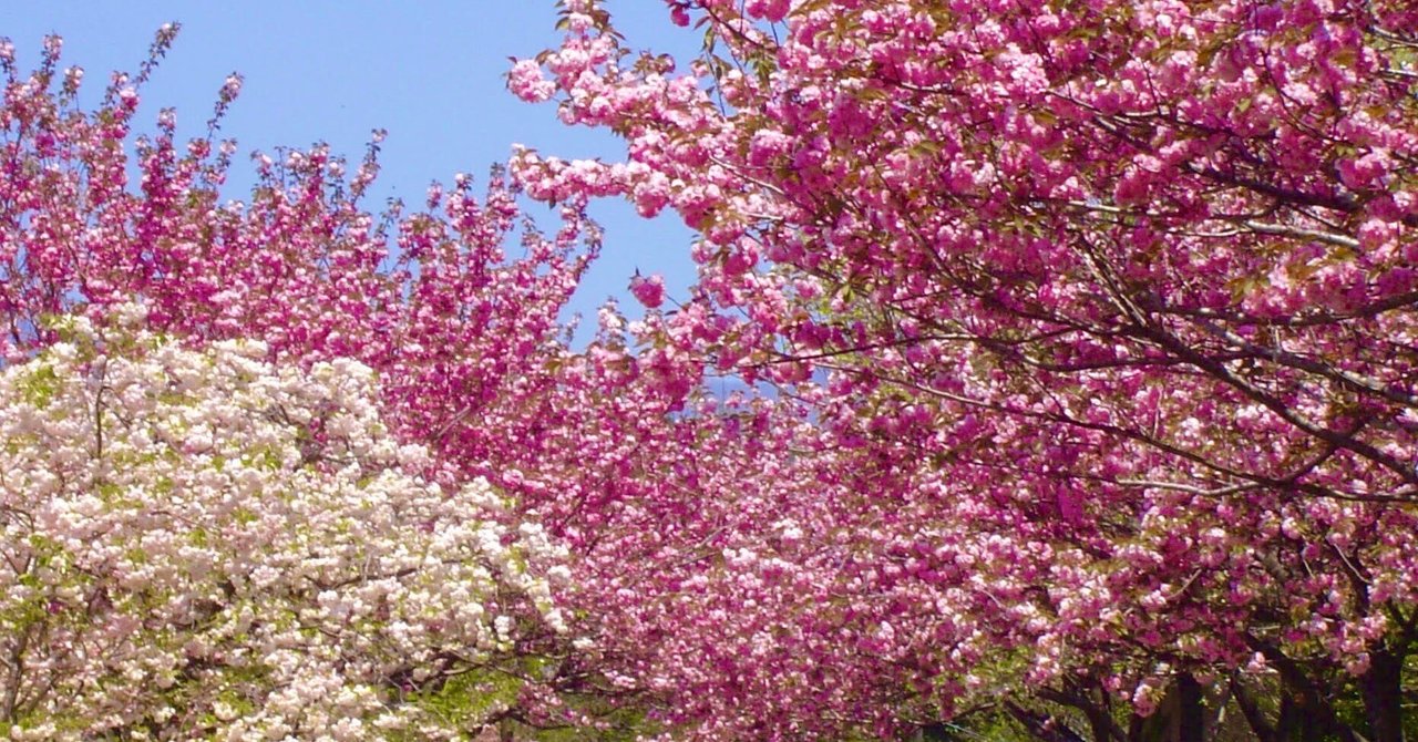 【詩】完璧な人｜ayano_leizen 冷泉文野｜note