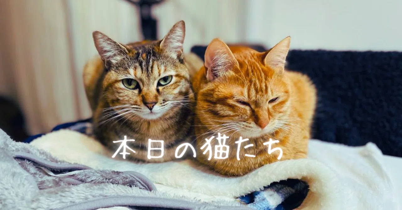 本日の猫たち #014｜MIU｜note