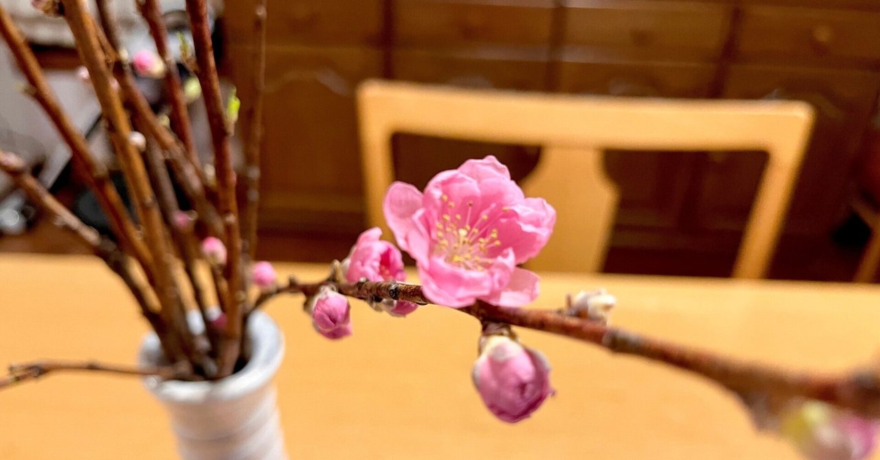 今日の1枚（2023/3/5）｜Chikako｜note