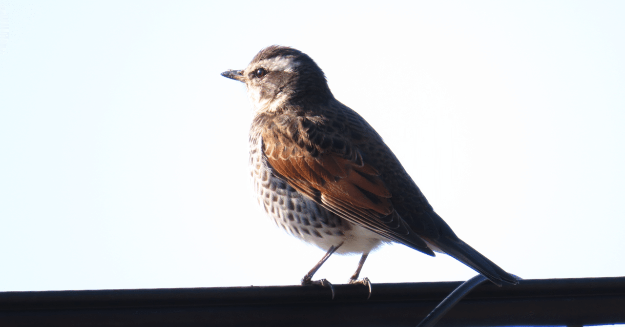 今日の来訪者｜＊mayu＊｜note