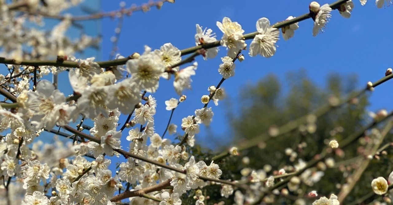 切り替わりの冬学期。｜田中泉（Izumi Tanaka)｜note