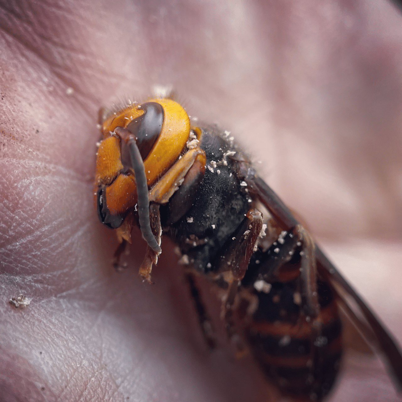 #そのへんの3cm vol.1755 iPhoneでマクロ1700回達成 #コガタスズメバチ の働きバチ。越冬中｜フジイピカピ / そのへんの ...