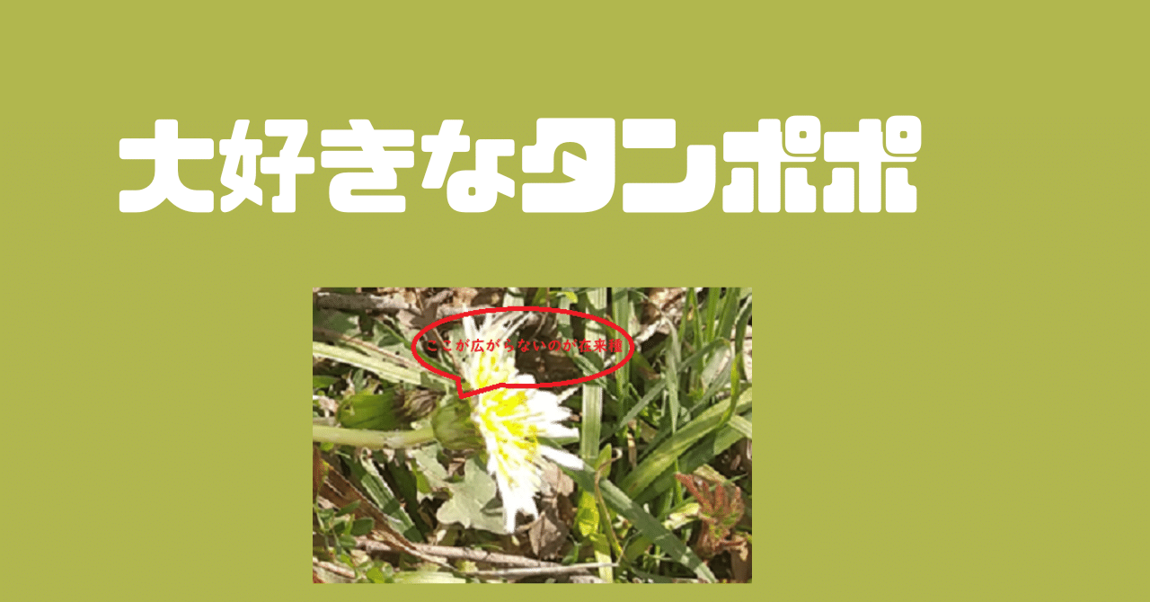 あぁ日本！白花タンポポ｜hiro inoue