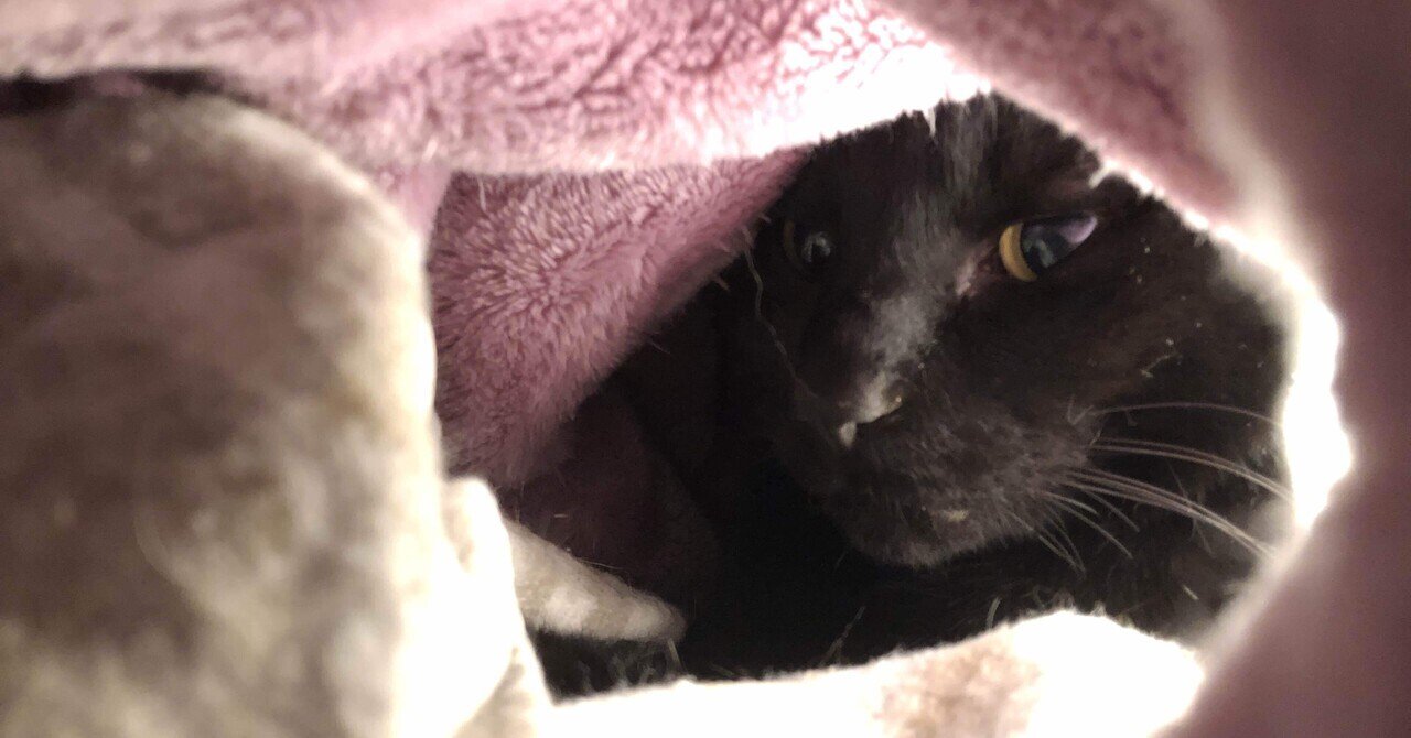 覗いてみる👀 ｜neco_nico｜note