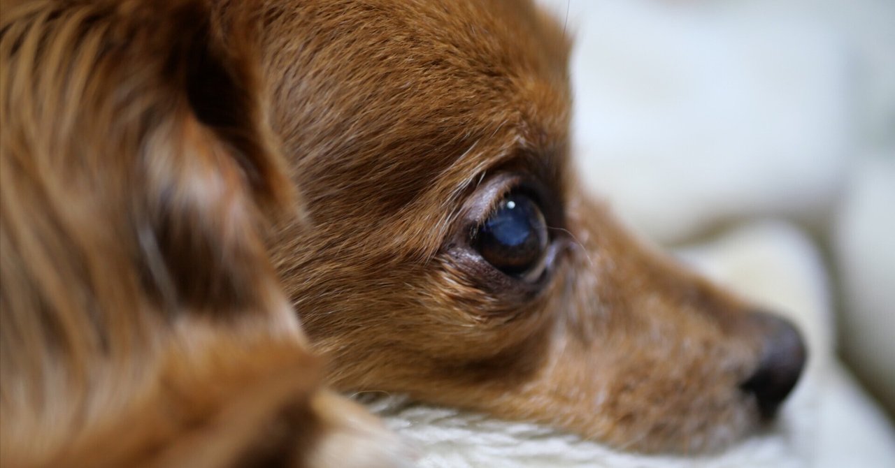 スペイン語、始めました！ 5日目｜＃酒(hash)｜note