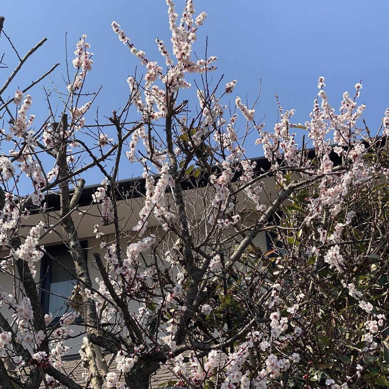 春色の道｜kenji_comp｜note