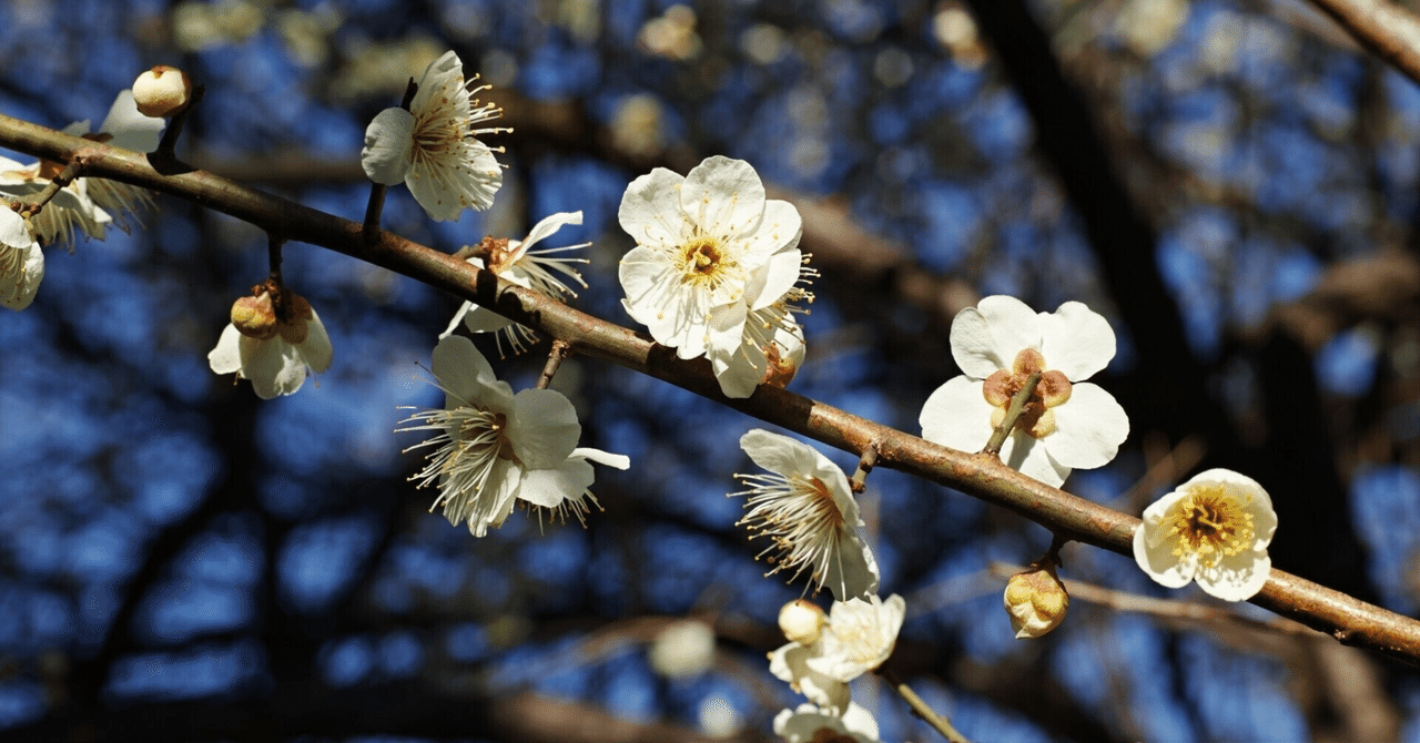 自己紹介🫶｜syu｜note