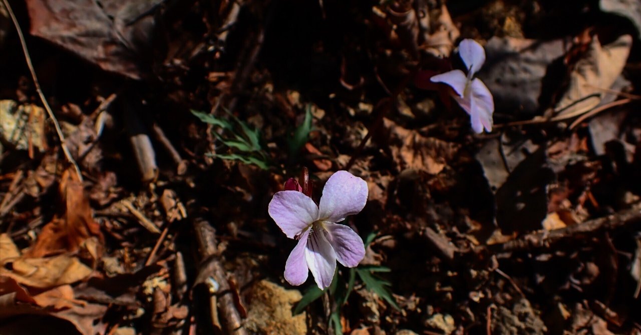 高尾歳時記 2023年3月8日（水）｜悠星 Yusei｜note
