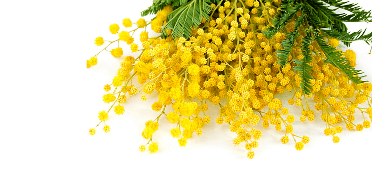 エール国際女性デーを終えて｜美宝れいこ:パラレルキャリア専門家(Miho Reiko)｜note