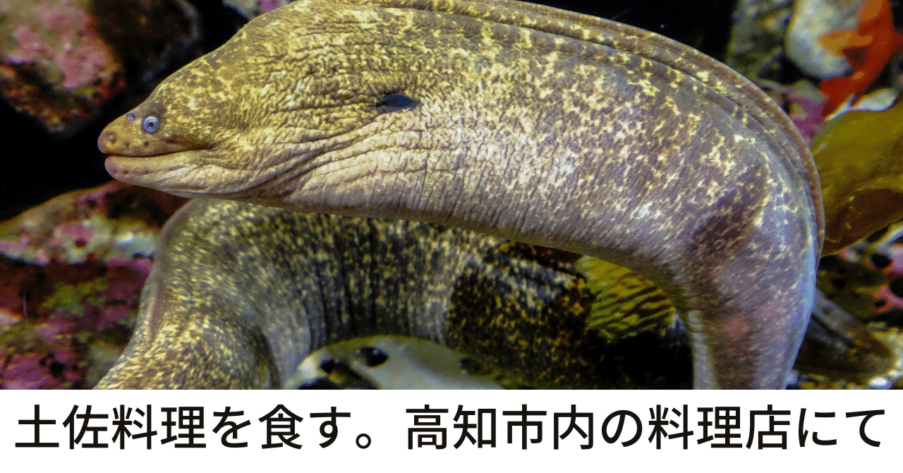 土佐料理｜hiro inoue｜note