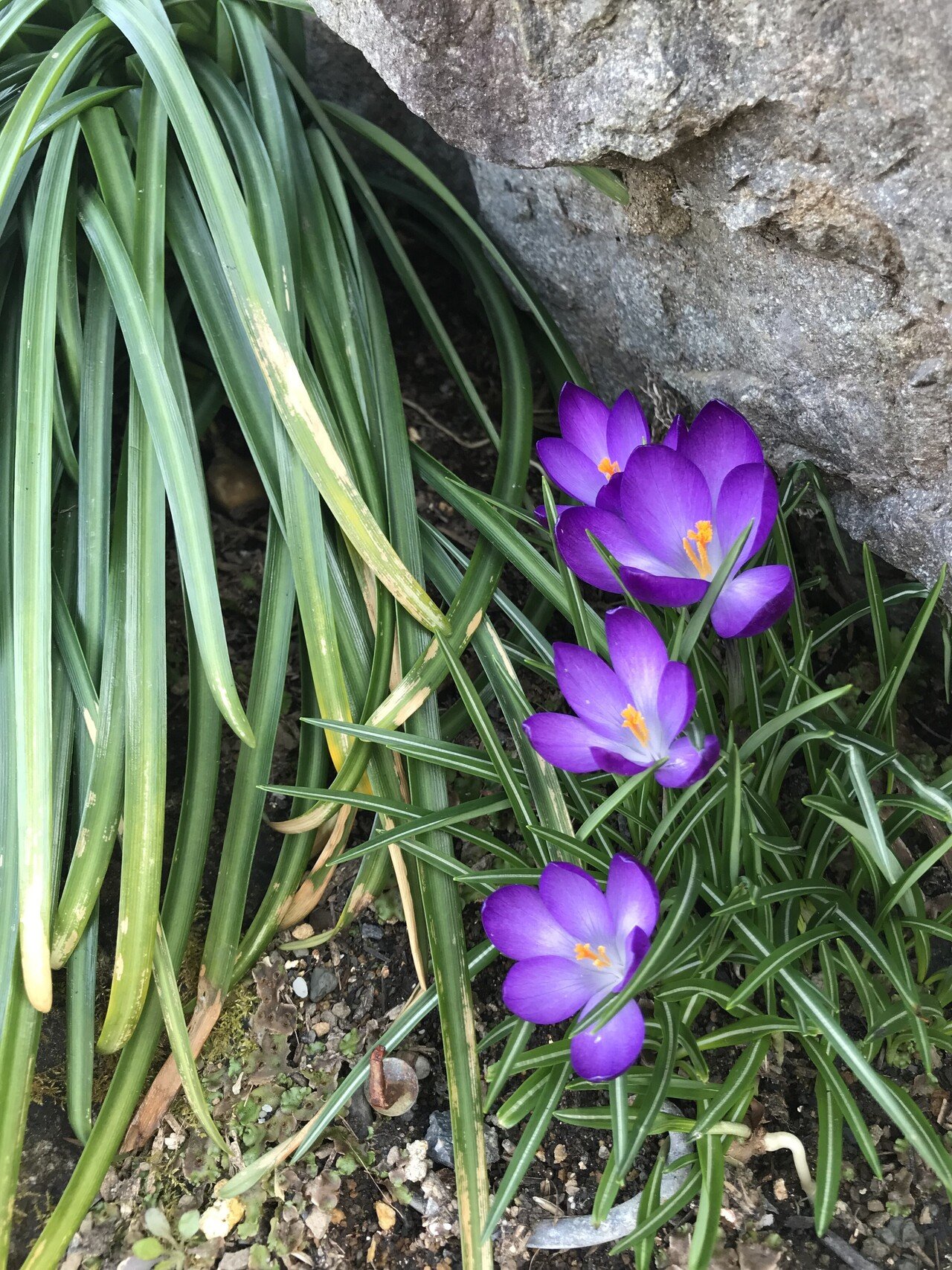 すべては、1ミリの狂いもなく起こっている🌏 病気になることも、何かを買うことも、本をお勧めされることも、人と偶然出会うことも、自分の気持ちが変化するのも。 必然だなぁ🐣｜Chie coco